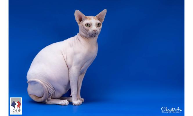 Caractéristiques de la race | LOOF